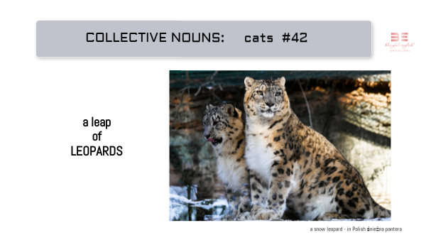 collective nouns: leopard