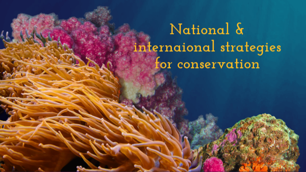 National & internaional strategies for conservation | Genially