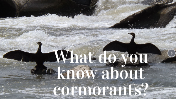 Cormorants