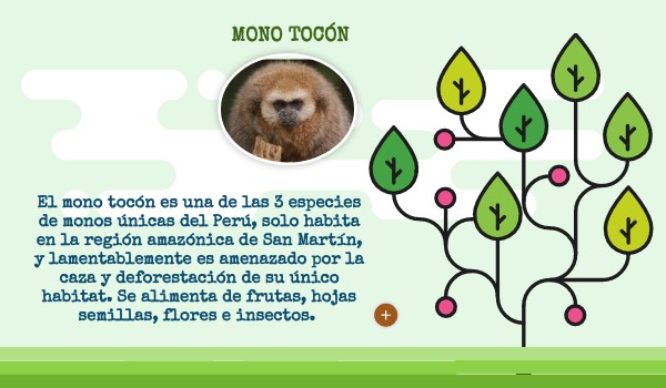 MONO TOCÓN