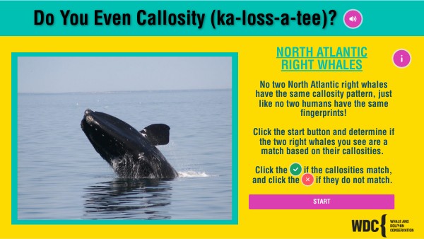 Callosities | Genially