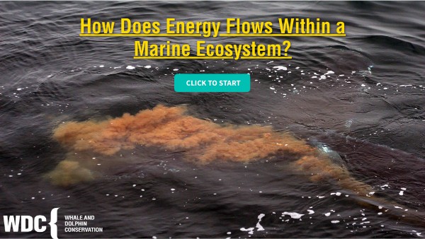 MS: Energy Flow In A Marine Ecosystem | Genially