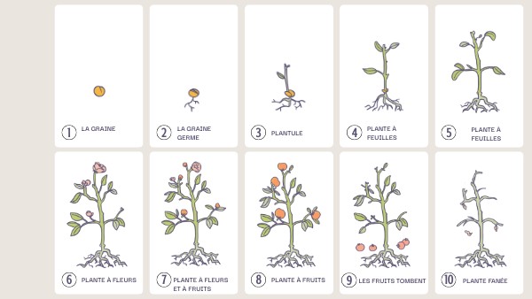 PLANT GROWTH STAGES | Genially