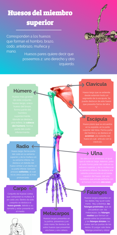 Infografía G4 | Genially