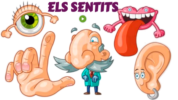 Els sentits