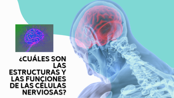 ESTRUCTURAS Y FUNCIONES