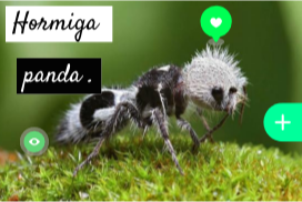 Hormiga panda.