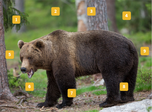 BROWN BEAR STORY | Genially