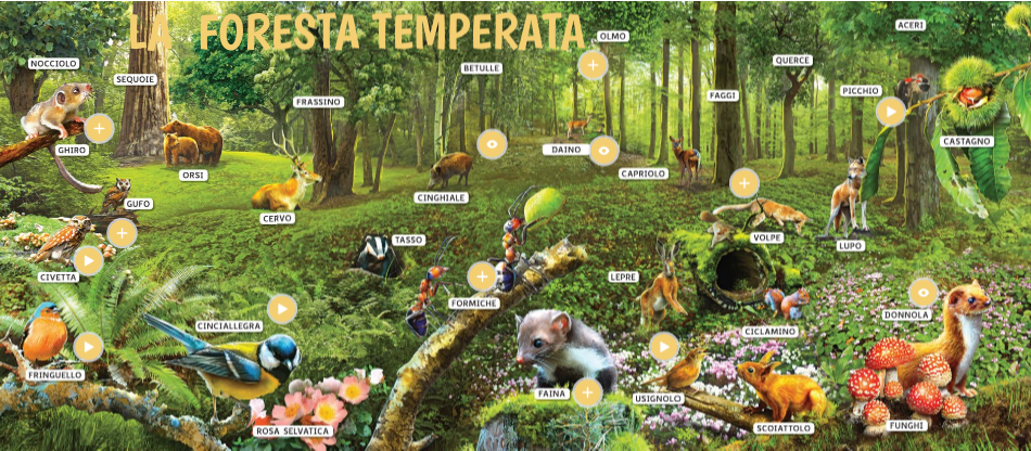 foresta temperata | Genially