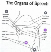 The Organs of Speech | Genially