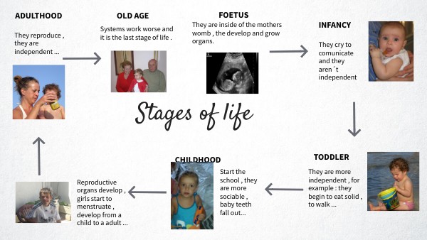 stages of life