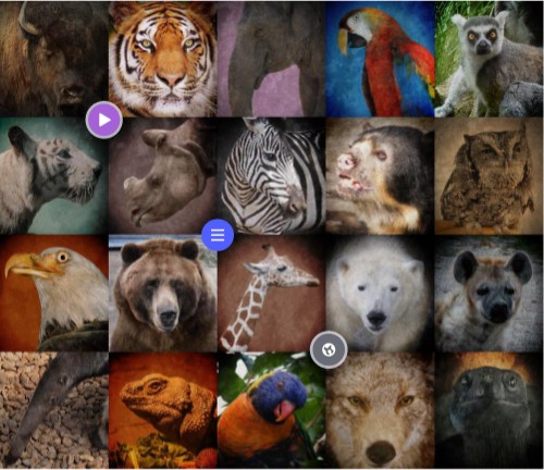 endangered animals | Genially