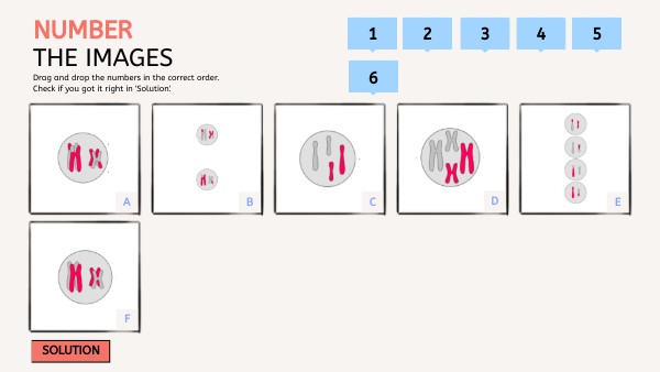 Cellular Reproduction Steps