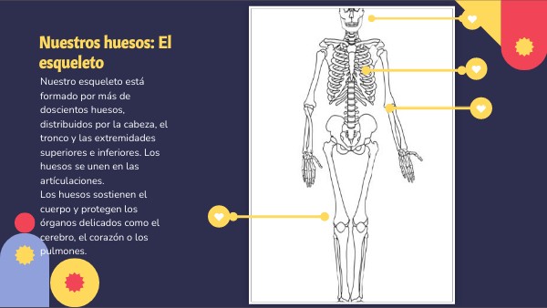 Nuestros huesos: El esqueleto | Genially