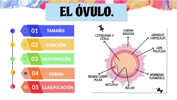 Célula óvulo. | Genially
