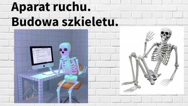 Aparat ruchu budowa szkieletu