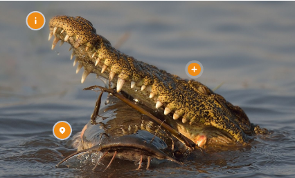 Crocodile Day | Genially