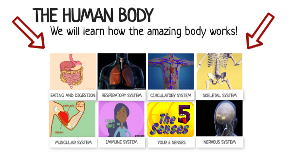Human Body Systems