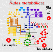 Rutas Metabolicas | Genially