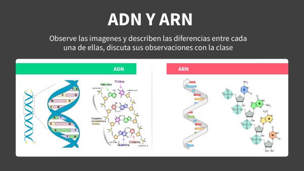ADN y ARN | Genially