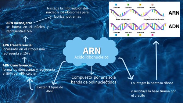 el ARN | Genially