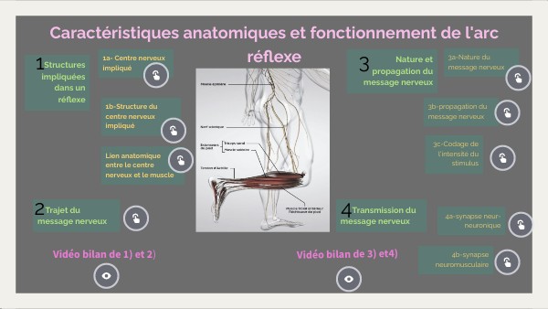 Bernasqué Réflexe myotatique: structure et fonctionnement | Genially
