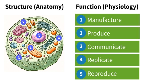 Structure & Function of Cells