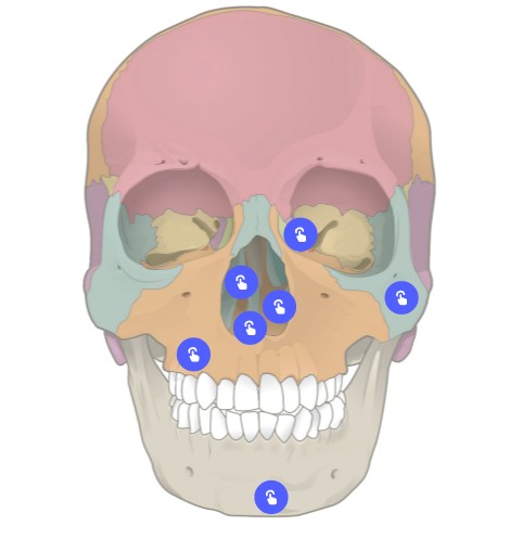 Bones of the Face
