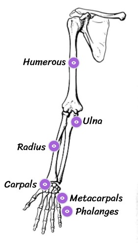 Bones of Upper Limbs | Genially