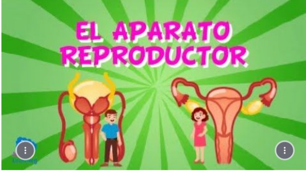 APARATO REPRODUCTOR | Genially