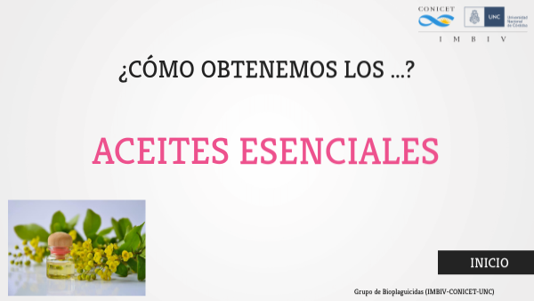 ¿Cómo obtenemos los aceites esenciales? | Genially