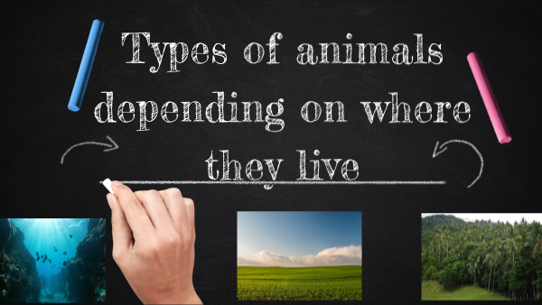 types of animals | Genially