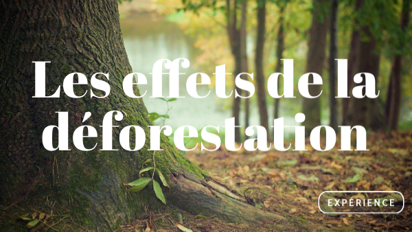 DEFORESTATION | Genially