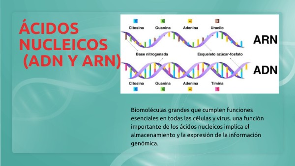 PRESENTACIÓN ADN y ARN | Genially