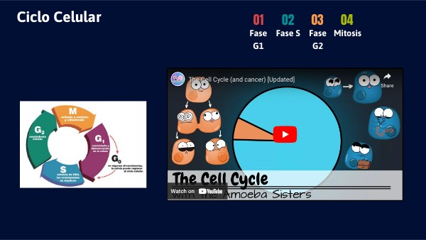 Ciclo Celular | Genially