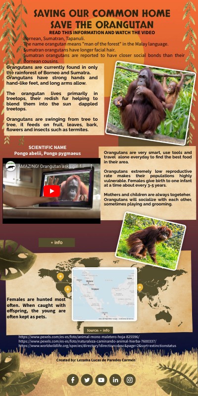 MISS LEZAMA ORANGUTAN endangered animals | Genially