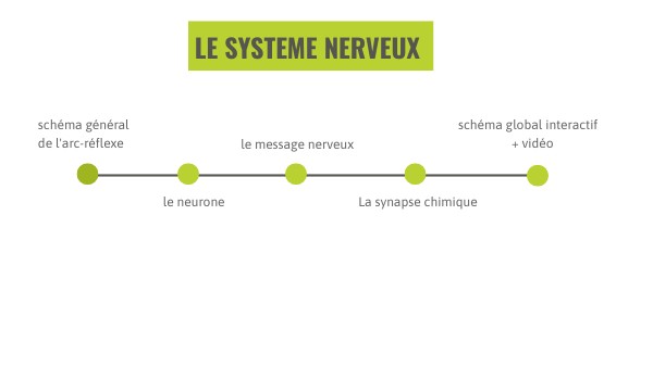 SVT - Le système nerveux | Genially