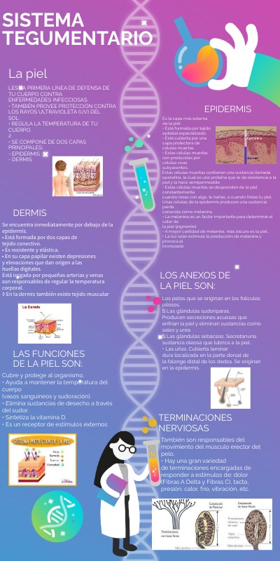 sistema tegumentario | Genially