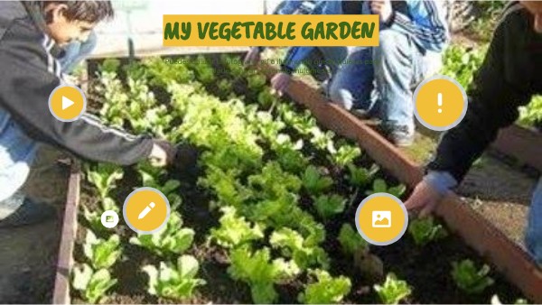 My vegetable garden