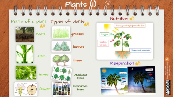 Plants (Part I) | Genially