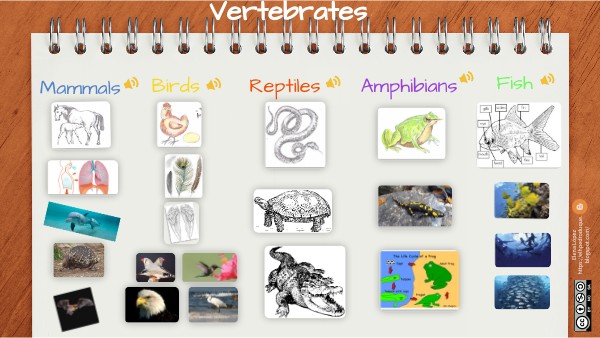 VERTEBRATES | Genially
