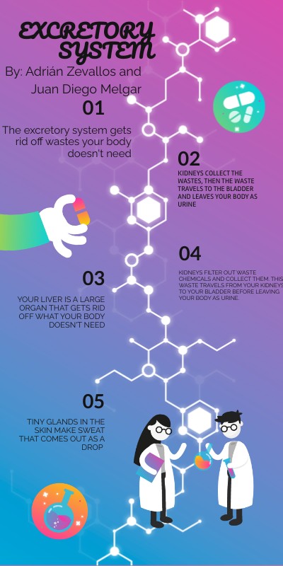 Excretory System | Genially