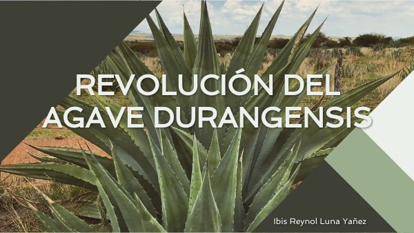 Agave Durangens | Genially