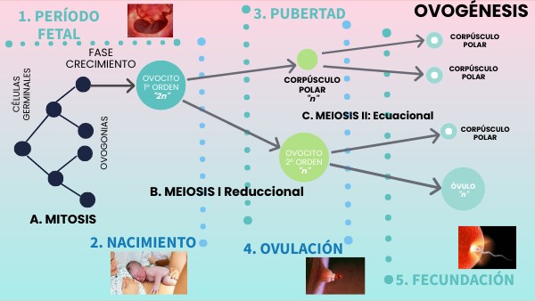 OVOGÉNESIS