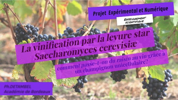 projet 11 - Saccharomyces cerevisiæ et vinification | Genially