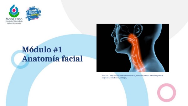 Anatomía orofacial | Genially