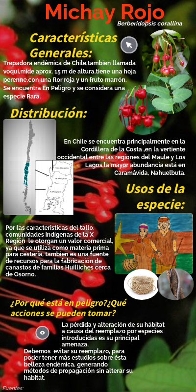 Michay rojo definitivo