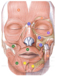 Músculos de la mímica facial | Genially