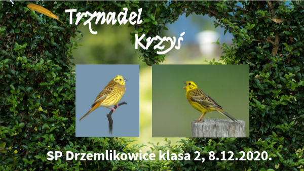 Trznadel Krzyś.