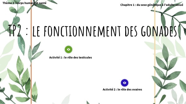 2nd procréation : le fonctionnement des gonades | Genially
